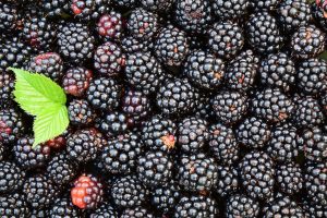 How to Keep Worms, Beetles, and Bugs off of Blackberry Bushes ...