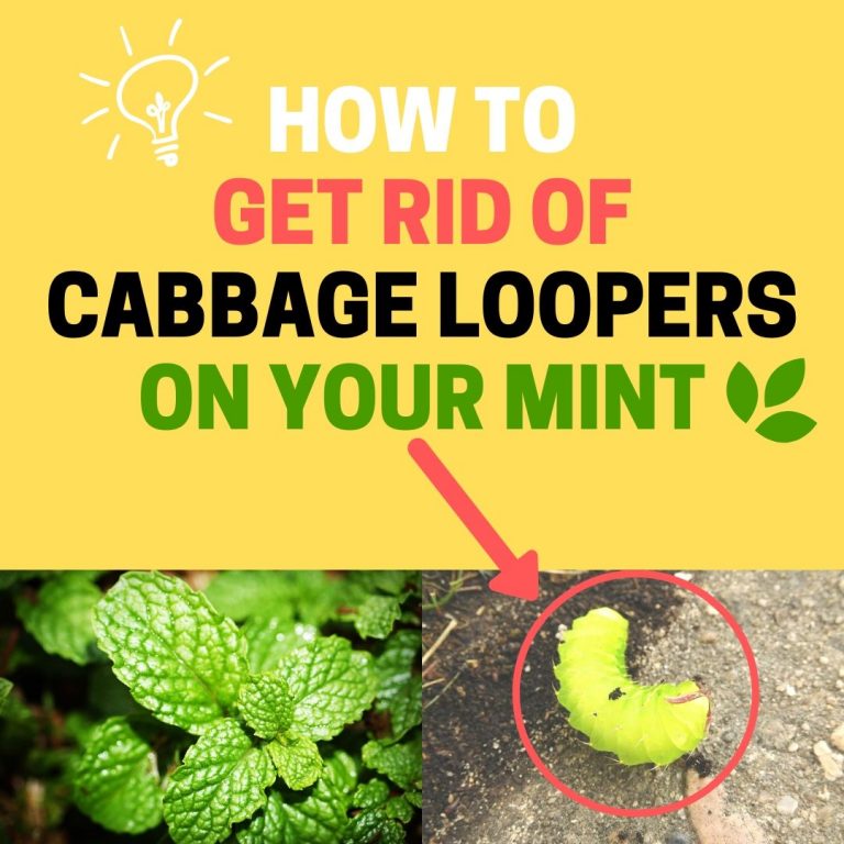 How to Get Rid of Loopers on Mint (Natural Home Remedies for ...