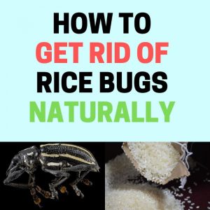 How to Get Rid of Rice Bugs (Rice Weevils) Naturally | BugWiz