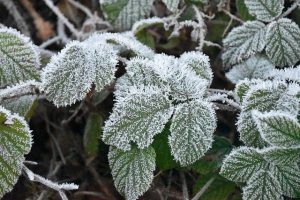 How to Keep Worms, Beetles, and Bugs off of Blackberry Bushes ...
