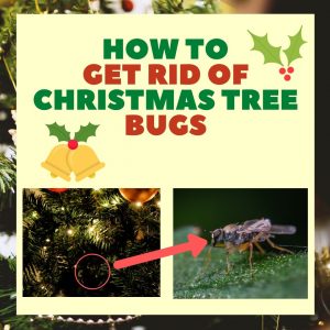 How to Get Rid of Bugs on a Christmas Tree (Updated 2022) | BugWiz