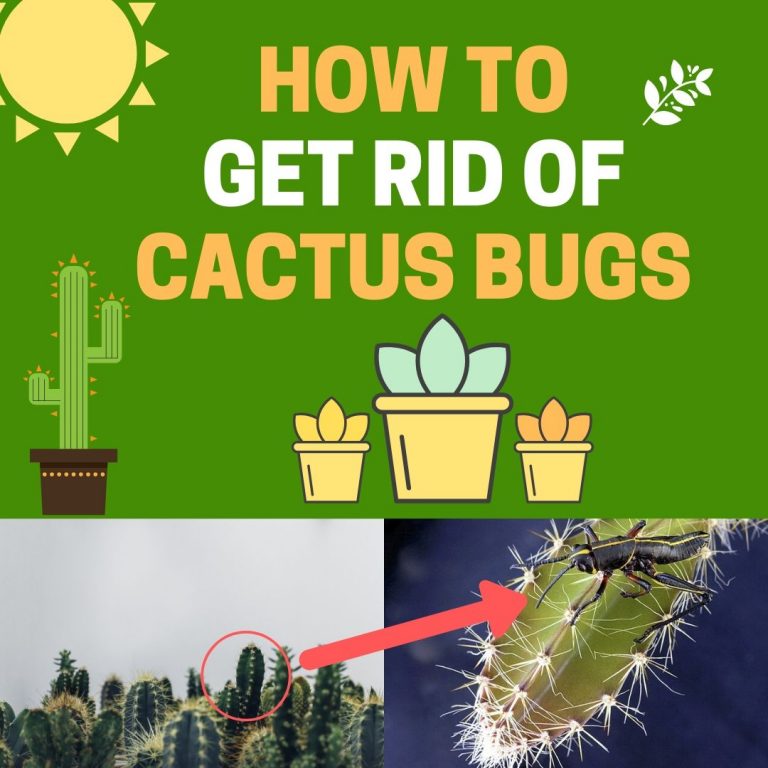 How to Get Rid of Cactus Bugs Naturally (Easy DIY) | BugWiz