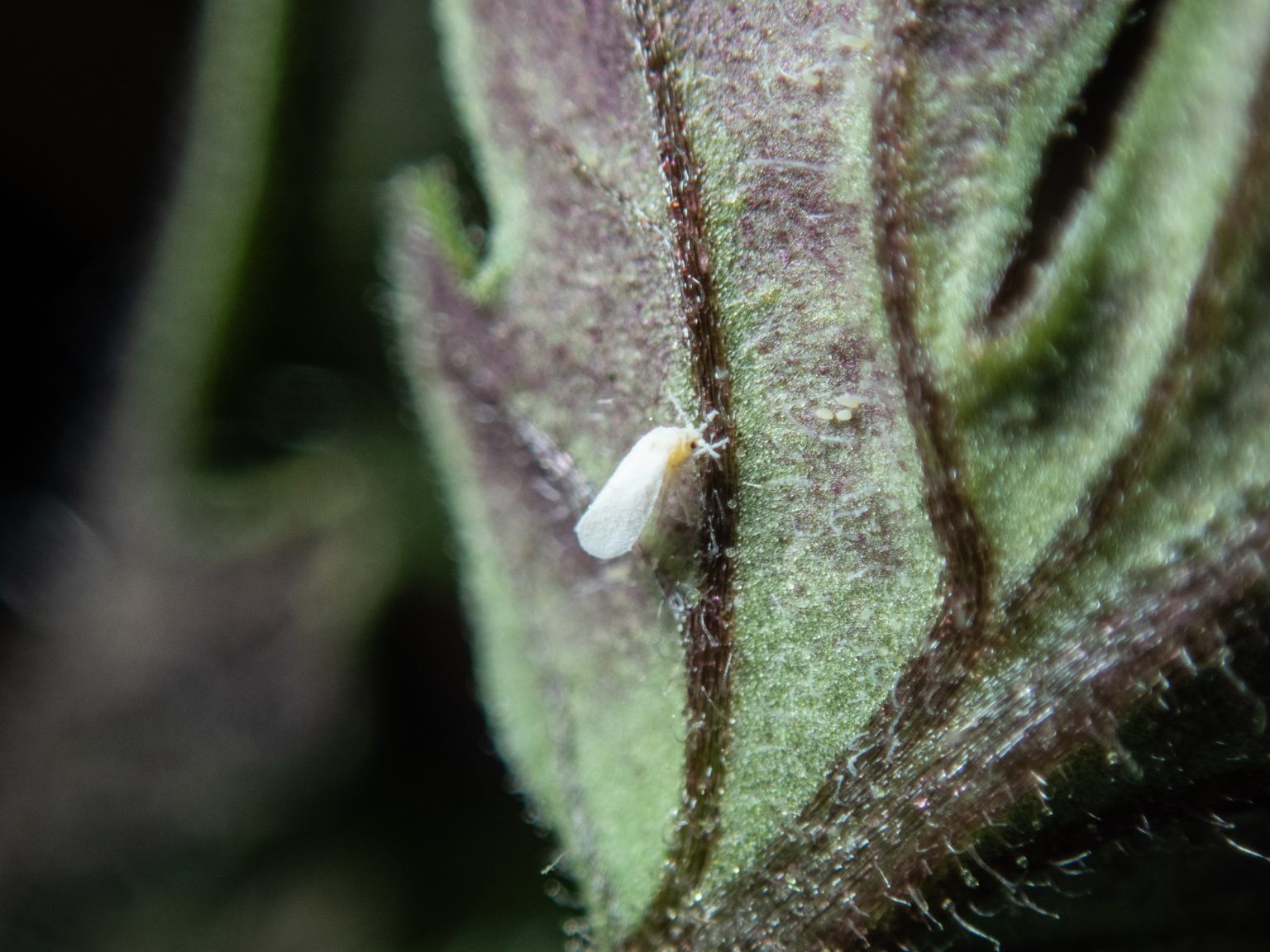 How to Get Rid of Whiteflies on Indoor Plants Naturally (Fast) | BugWiz