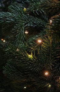 How to Get Rid of Bugs on a Christmas Tree (Updated 2021) | BugWiz