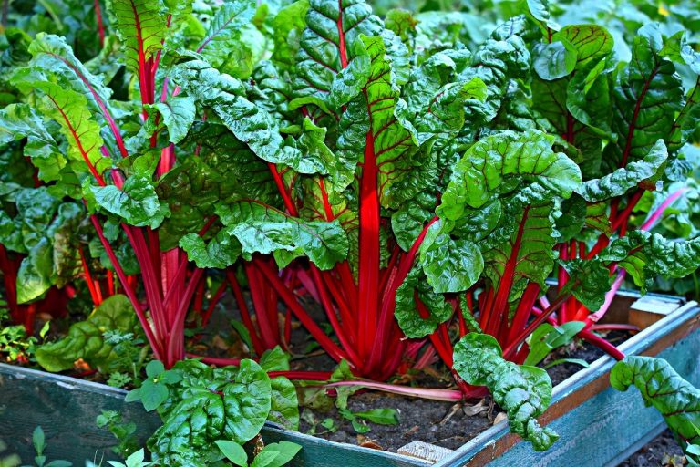 How to Get Rid of Bugs in Swiss Chard (Naturally) | BugWiz