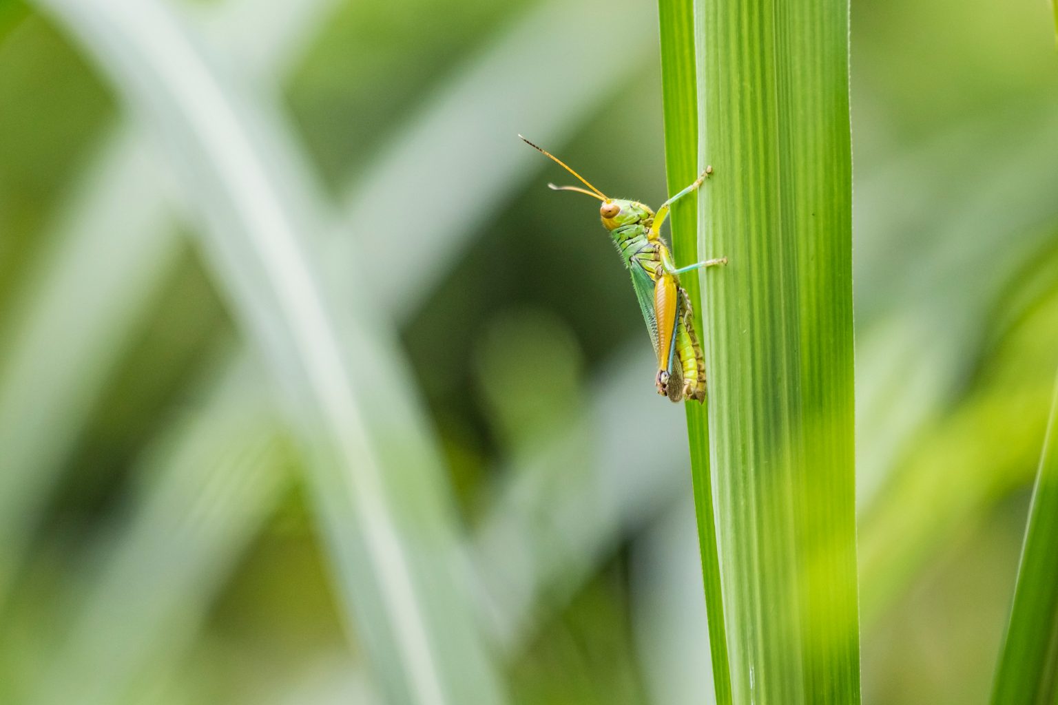 How to Get Rid of Grasshoppers in the House (Naturally) | BugWiz