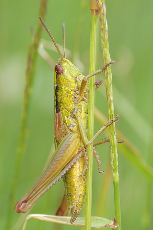 How to Get Rid of Grasshoppers in the House (Naturally) | BugWiz