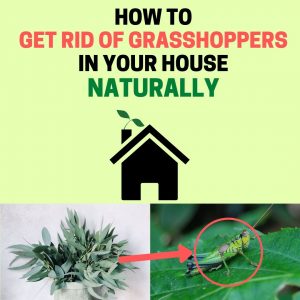 How to Get Rid of Grasshoppers in the House (Naturally) | BugWiz