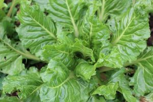 How to Get Rid of Bugs in Swiss Chard (Naturally) | BugWiz