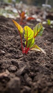 How to Get Rid of Bugs in Swiss Chard (Naturally) | BugWiz