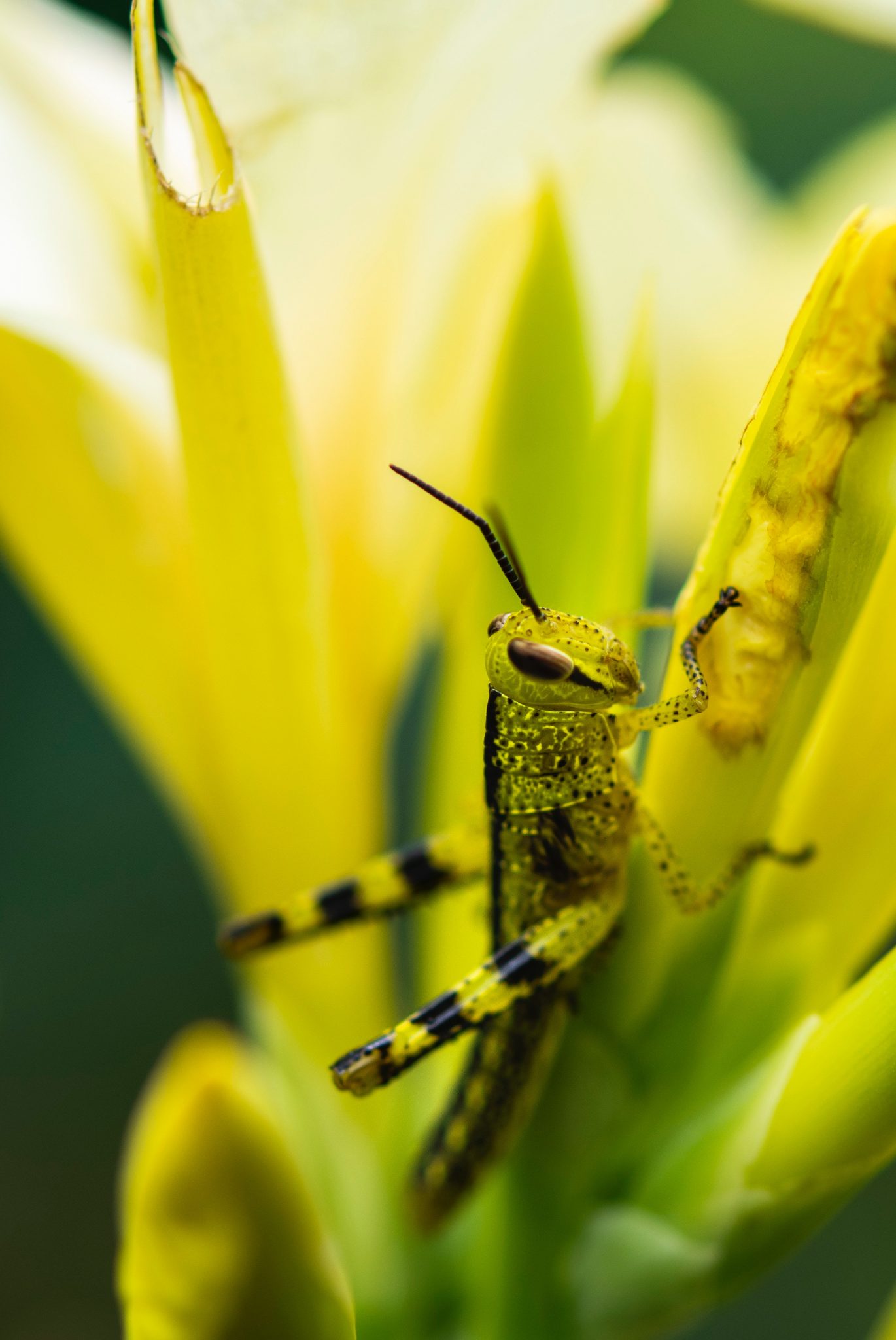 How to Get Rid of Grasshoppers in the House (Naturally) | BugWiz