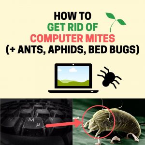 How to Get Rid of Computer Mites in Your Laptop (Fast and Easy) | BugWiz