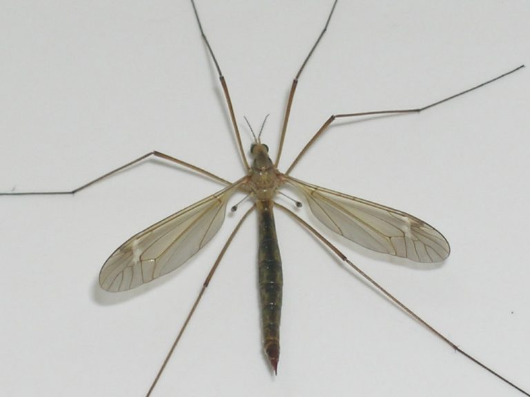 How to Get Rid of Crane Fly Larvae in Your Lawn | BugWiz