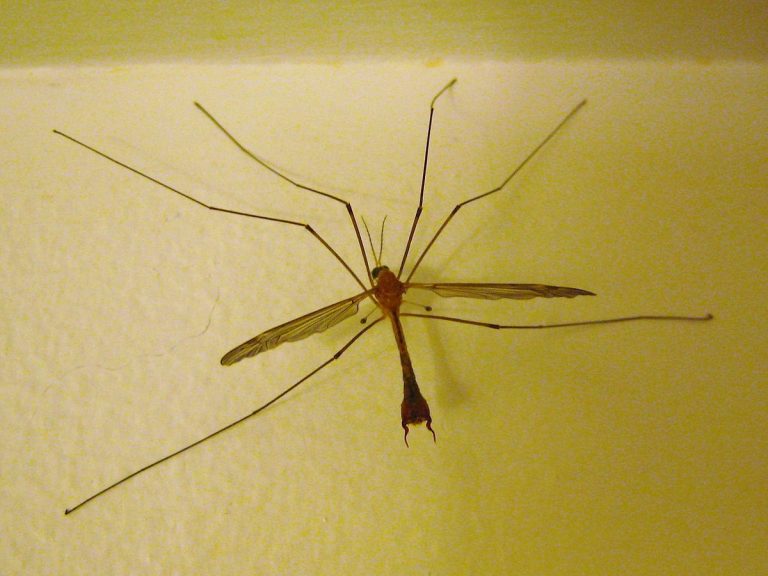 How to Get Rid of Crane Fly Larvae in Your Lawn | BugWiz