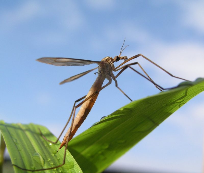 How to Get Rid of Crane Fly Larvae in Your Lawn | BugWiz