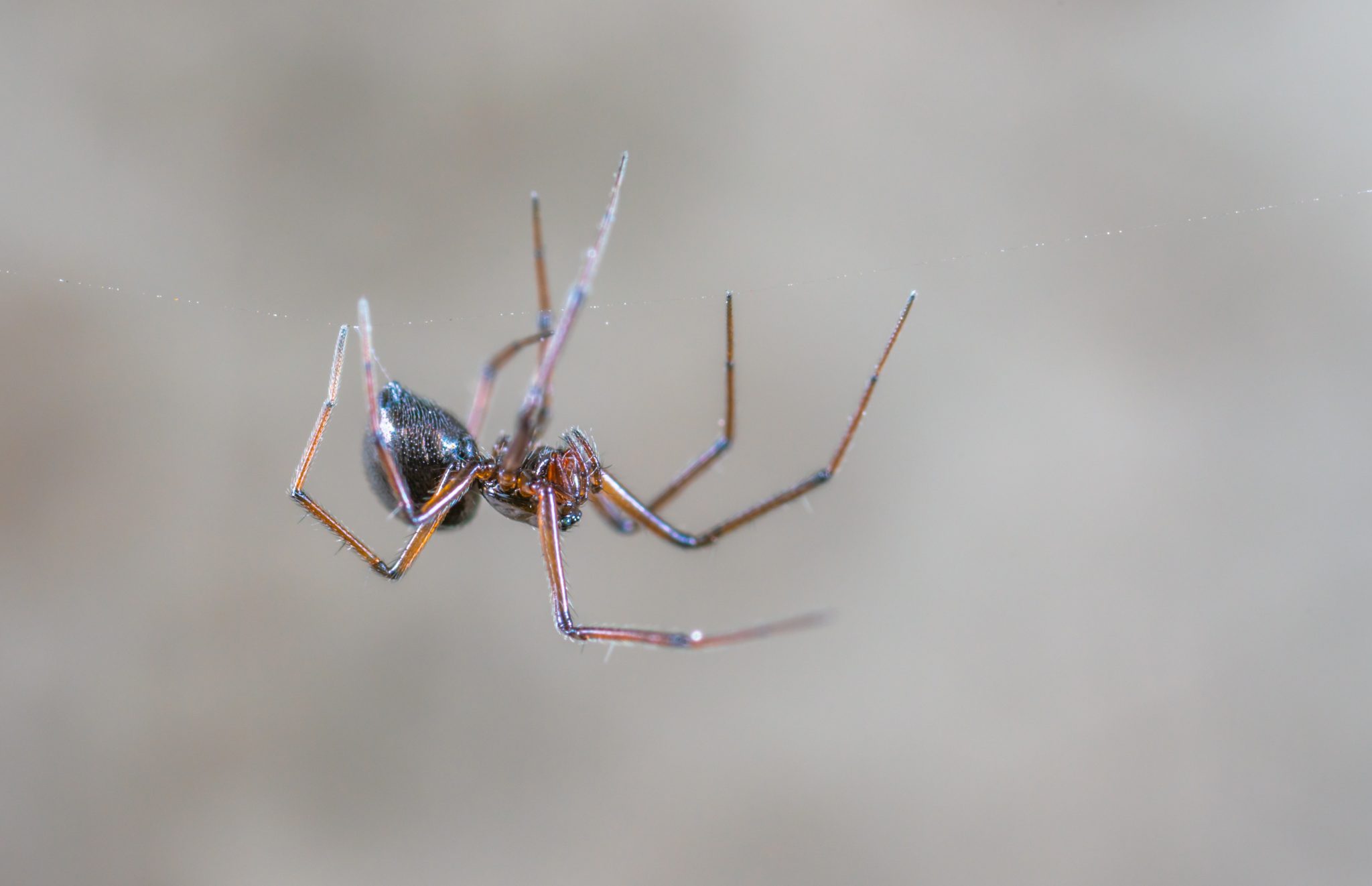 How to Keep Spiders Out of Your Room (Natural Home Remedies) | BugWiz