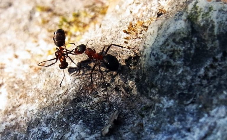 How to Get Rid of Army Ants Naturally (Ultimate Guide) | BugWiz