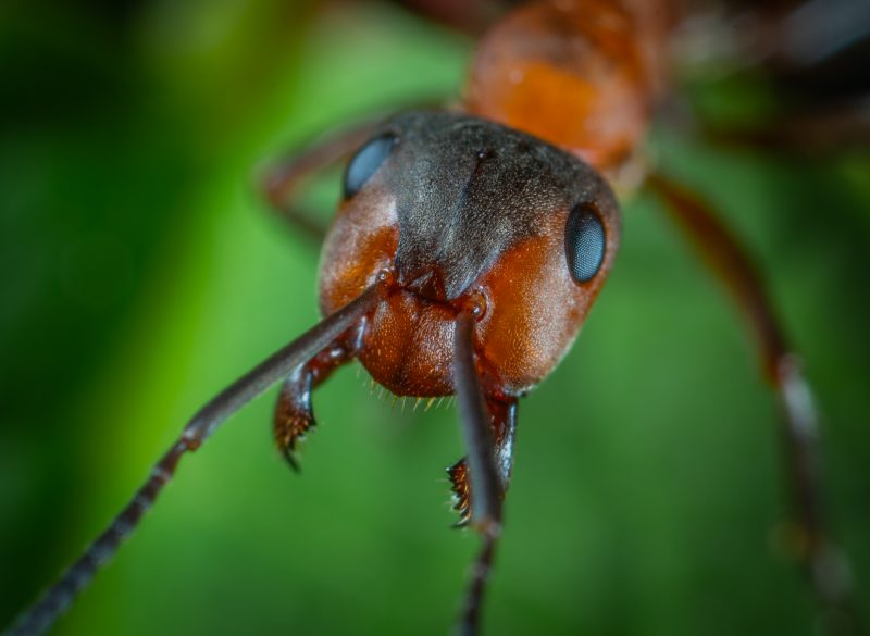 How To Get Rid Of Army Ants Naturally Ultimate Guide BugWiz How To Get Rid Of Army Ants Naturally Ultimate Guide BugWiz