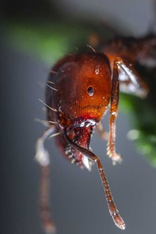 How to Get Rid of Army Ants Naturally (Ultimate Guide) | BugWiz