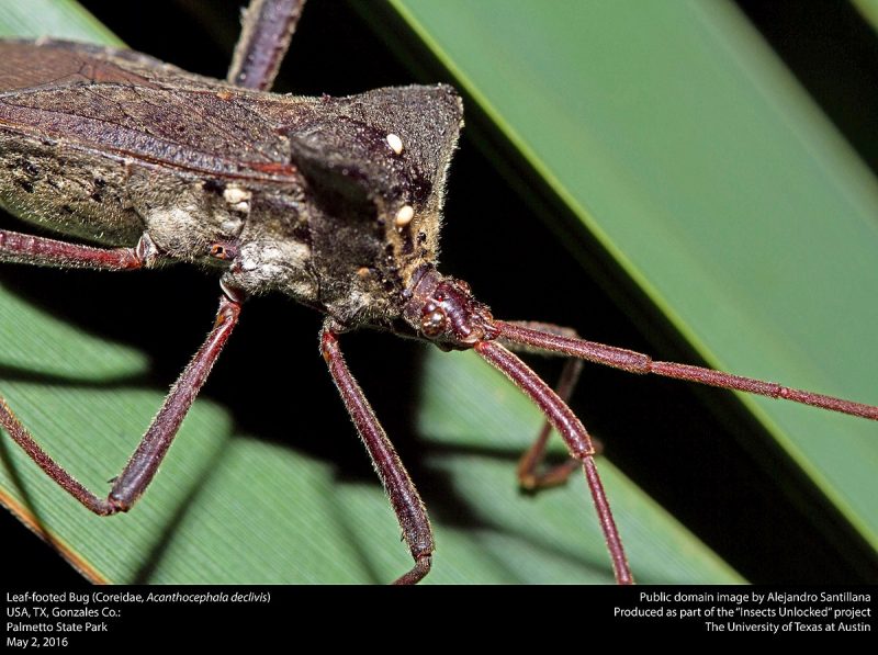 How to Get Rid of Leaf Footed Bugs Naturally (DIY Remedies) | BugWiz