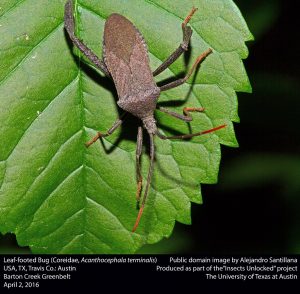 How to Get Rid of Leaf Footed Bugs Naturally (DIY Remedies) | BugWiz