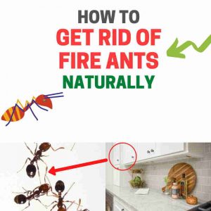 How to Get Rid of Fire Ants Without Chemicals (Naturally) | BugWiz
