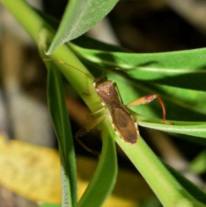 How to Get Rid of Leaf Footed Bugs Naturally (DIY Remedies) | BugWiz