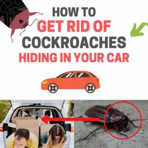 How to Get Rid of Cockroaches in Your Car Naturally (Fast and Easy ...