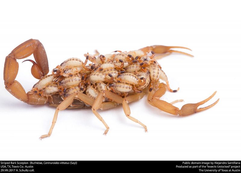 How to Repel Scorpions Naturally (Get Rid of Them Permanently) | BugWiz