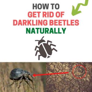 How to Get Rid of Darkling Beetles in the Home (Naturally) | BugWiz