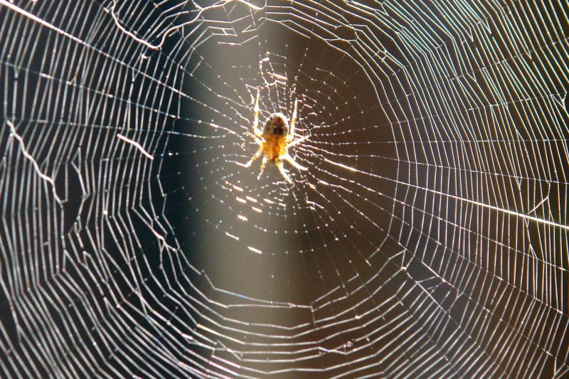 How to Get Rid of Barn Spiders (Natural Home Remedies) | BugWiz