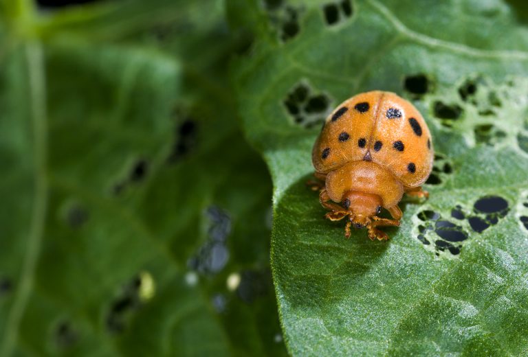 How to Get Rid of Bean Beetles Naturally (Ultimate Guide) | BugWiz