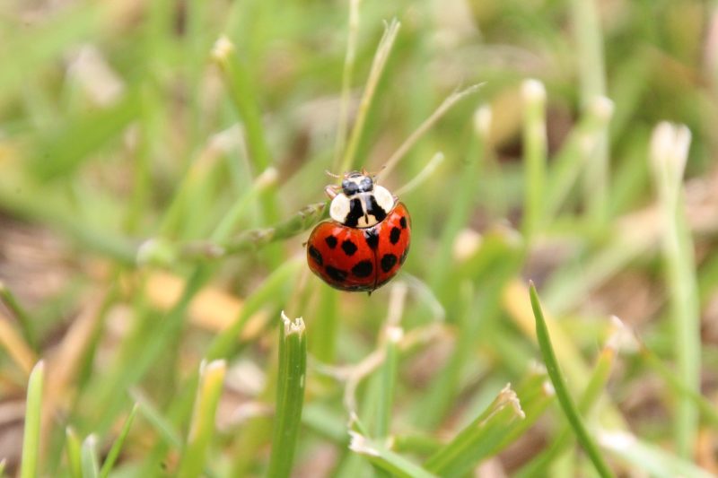 How to Get Rid of Bean Beetles Naturally (Ultimate Guide) | BugWiz