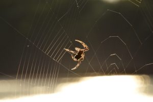 How to Get Rid of Dock Spiders Naturally (Save Your Boat!) | BugWiz