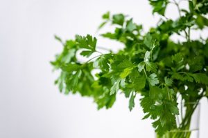 How to Get Rid of Bugs on Cilantro (Naturally) | BugWiz