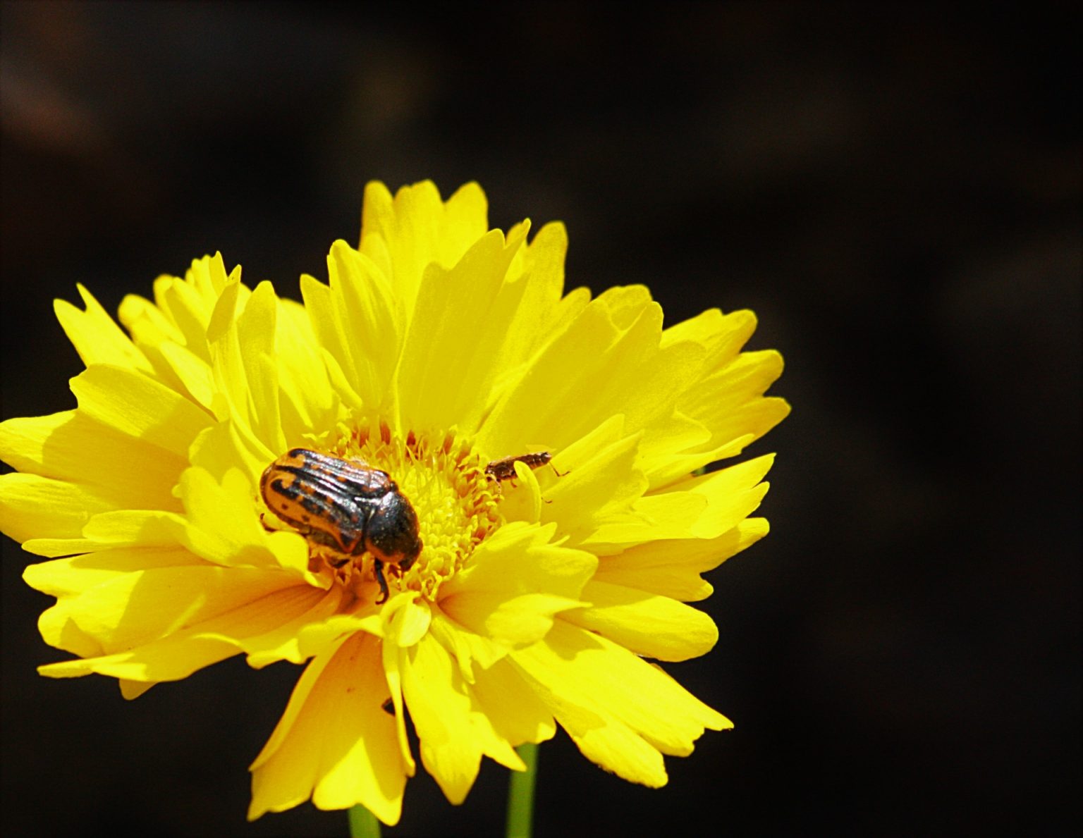 How to Get Rid of Coreopsis Tickseed Beetles (Naturally) | BugWiz
