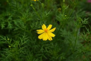 How to Get Rid of Coreopsis Tickseed Beetles (Naturally) | BugWiz