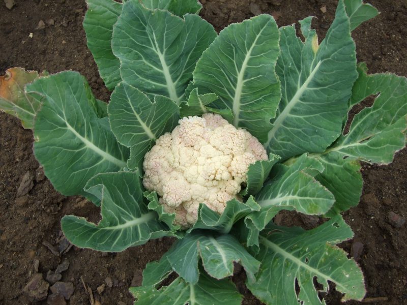 How to Get Rid of Bugs on Cauliflower Plants (Naturally) | BugWiz