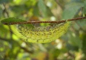 How to Get Rid of Miller Moths Naturally (Ultimate Guide) | BugWiz