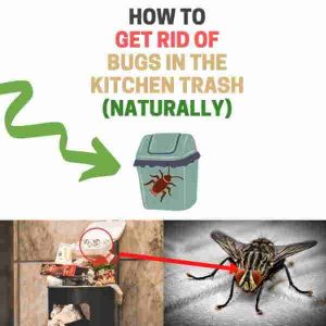 How to Get Rid of Bugs in Your Kitchen Trash Can (Keep Them Out!) | BugWiz