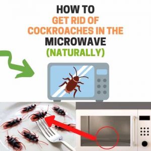 How to Get Rid of Cockroaches in the Microwave (Naturally) | BugWiz