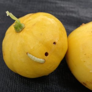 How to Get Rid of Pickleworms Naturally (Complete Guide) | BugWiz