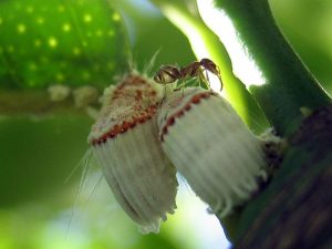 How to Get Rid of Pests on Geraniums Naturally (Fast and Easy) | BugWiz
