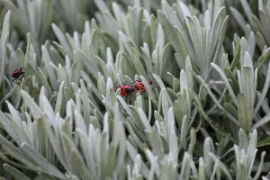 How to Get Rid of Pests on Geraniums Naturally (Fast and Easy) | BugWiz