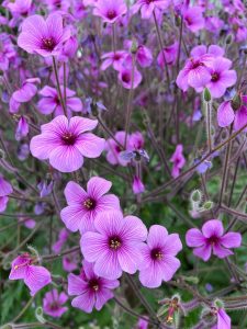 How to Get Rid of Pests on Geraniums Naturally (Fast and Easy) | BugWiz