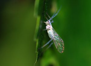 How to Get Rid of Pests on Geraniums Naturally (Fast and Easy) | BugWiz