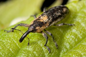 How to Get Rid of Pests on Geraniums Naturally (Fast and Easy) | BugWiz