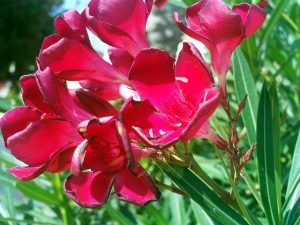How to Get Rid of Oleander Pests Naturally (Aphids, Caterpillars ...