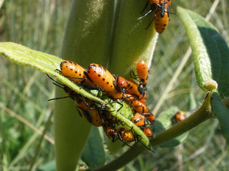 How to Get Rid of Oleander Pests Naturally (Aphids, Caterpillars ...