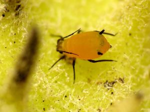 How to Get Rid of Oleander Pests Naturally (Aphids, Caterpillars ...